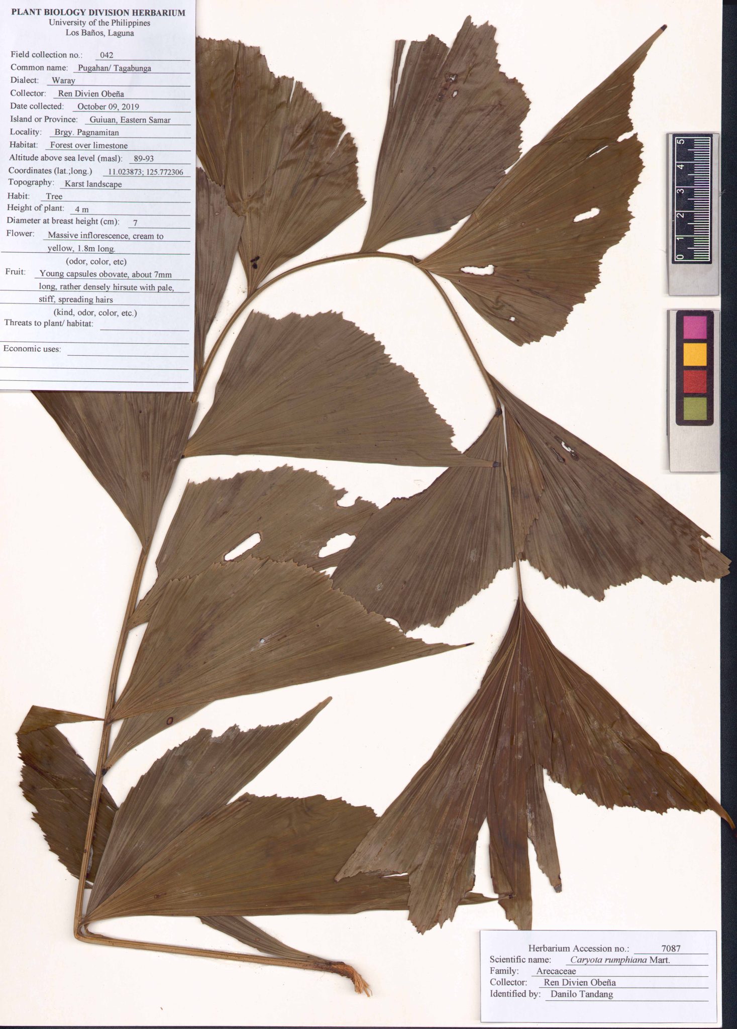 CONserve-KAIGANGAN » Caryota rumphiana (Guiuan)