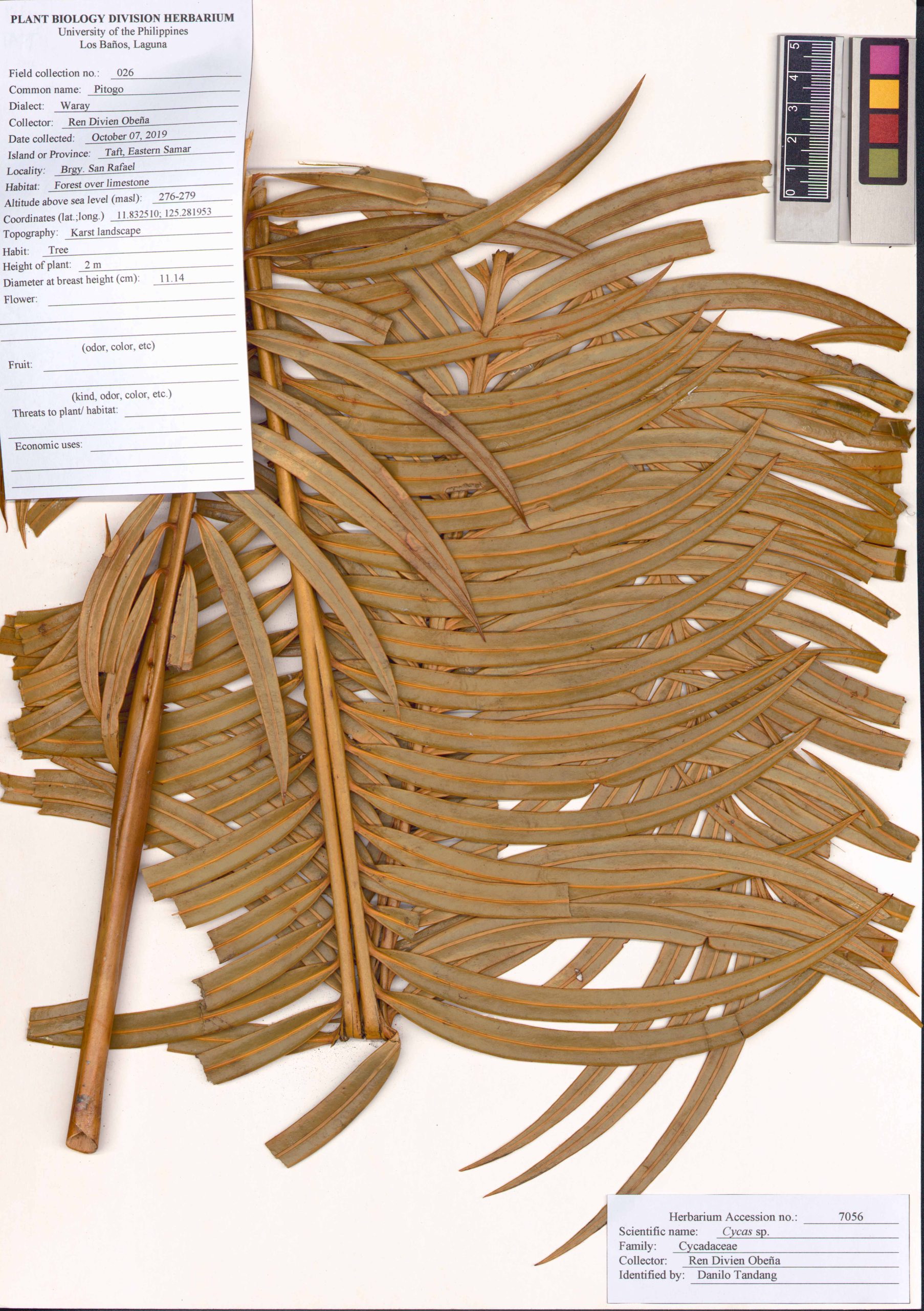 CONserve-KAIGANGAN » Cycas riuminiana (Taft)