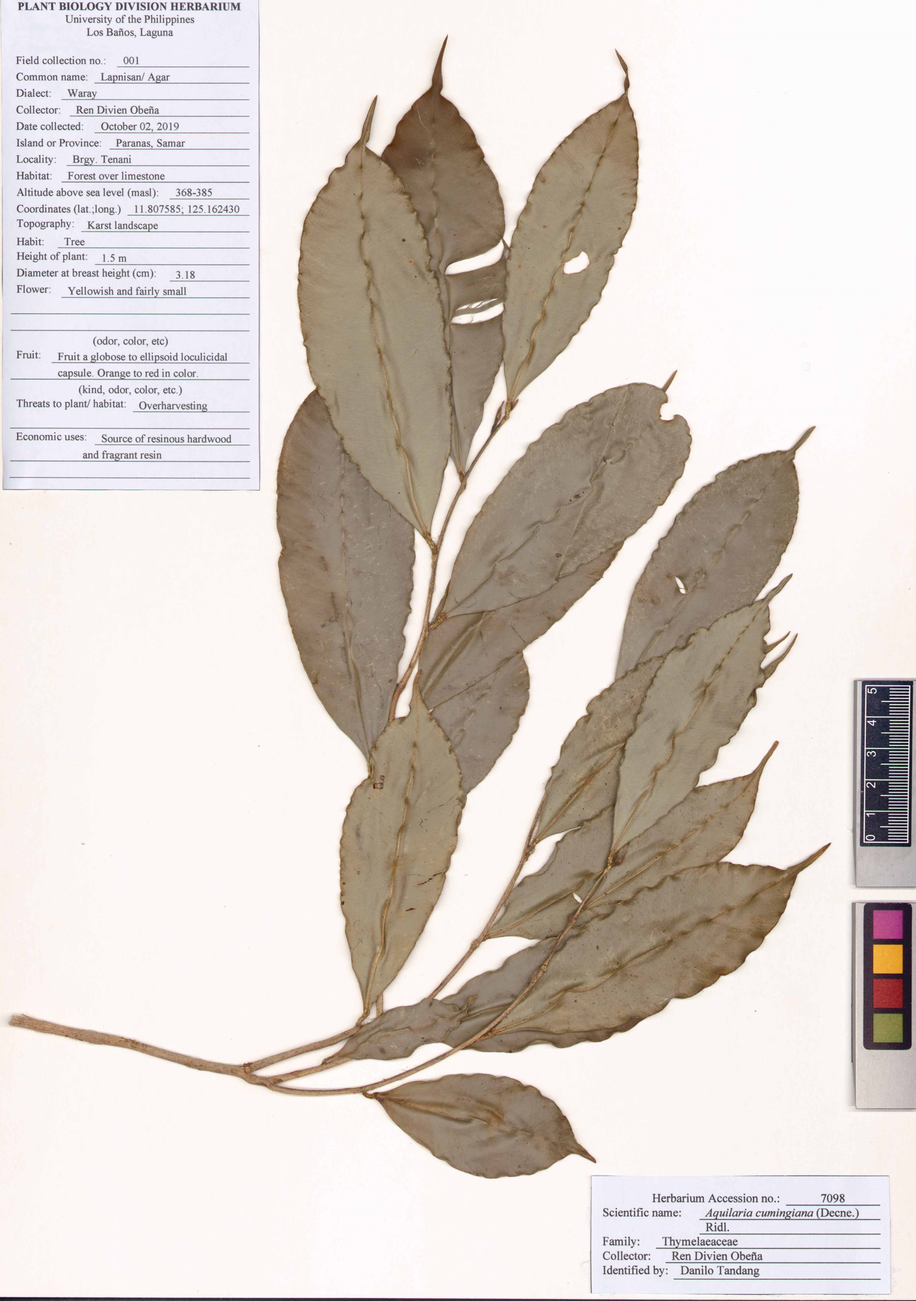 CONserve-KAIGANGAN » Plant Collection