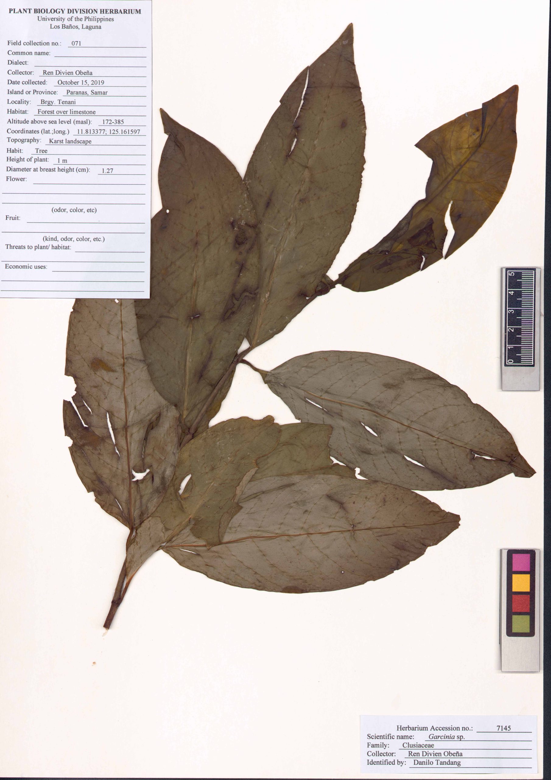 CONserve-KAIGANGAN » Garcinia sp. (Paranas)